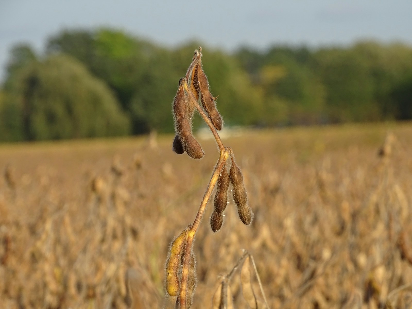 China tariffs impact US soybean recovery